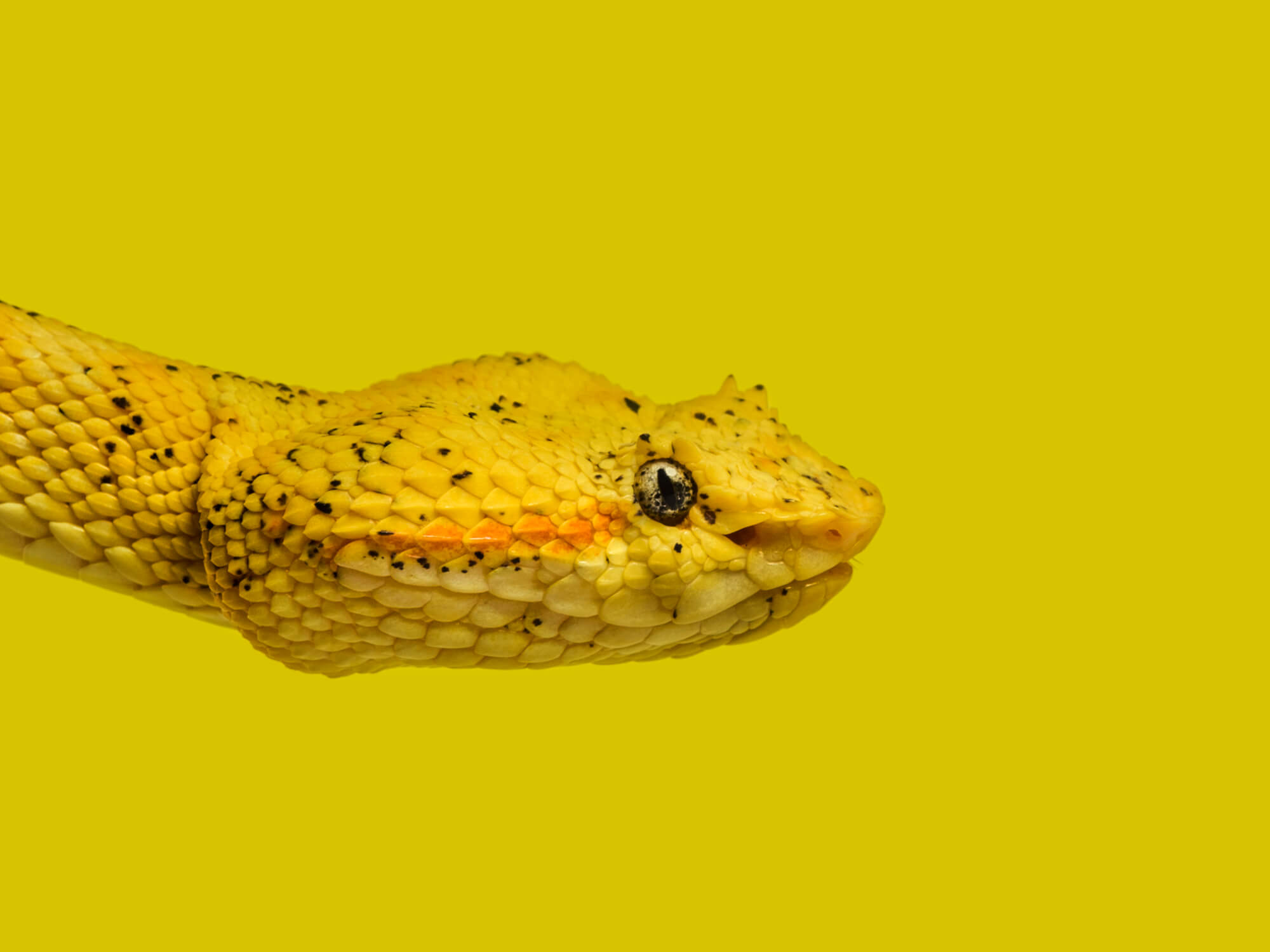 6 Facts About Yellow Fungus : A New Fungus Variant After Black & White